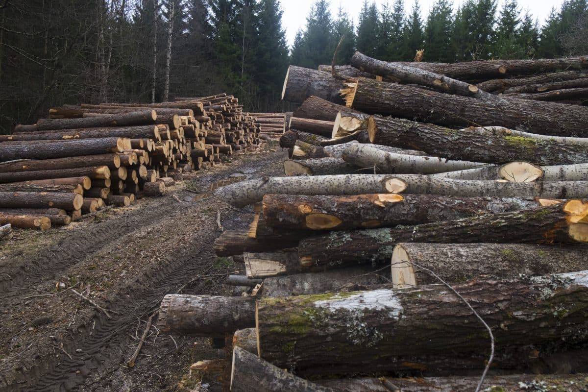 Norge må si nei til EUs kortsiktige skogpolitikk